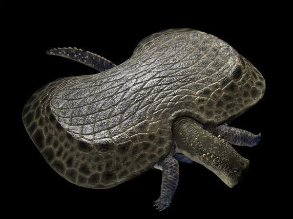 Henodus | Sauropedia Wiki | Fandom