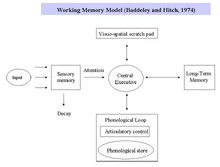 Working memory model - Baddeley and Hitch, 1974 | Schooldude Wiki | Fandom