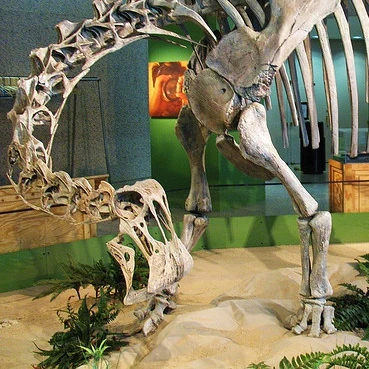 Image - Saltasaurus Skeleton Cropped.jpg | Science 101 Wikia | FANDOM ...
