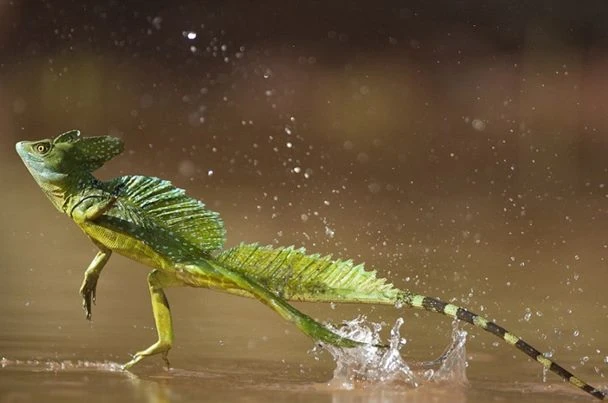 Basiliscus Plumifrons | Wiki Sciences | Fandom
