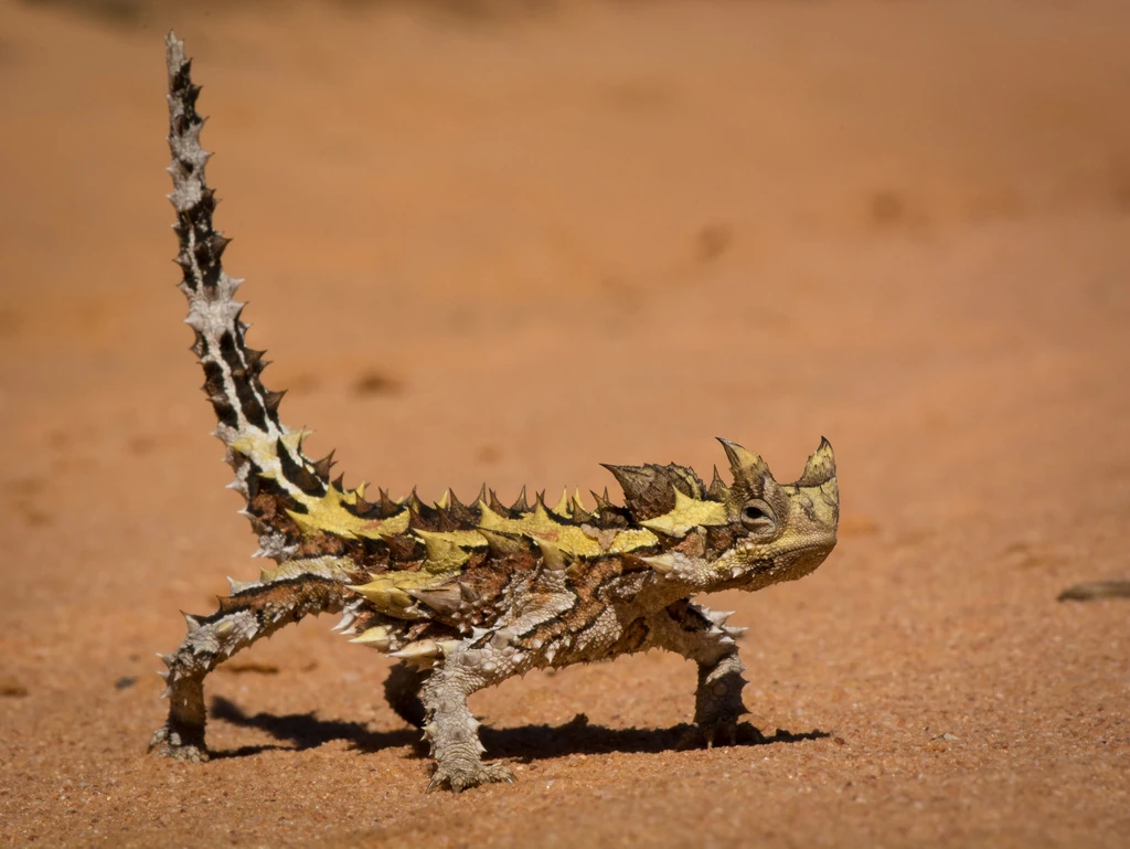 Moloch Horridus | Wiki Sciences | Fandom