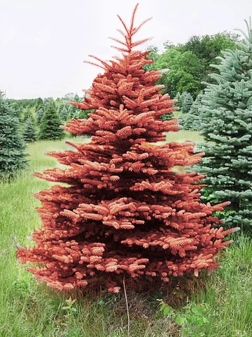 Imagen - Scp867.jpg | Wiki La Fundación SCP | FANDOM powered by Wikia