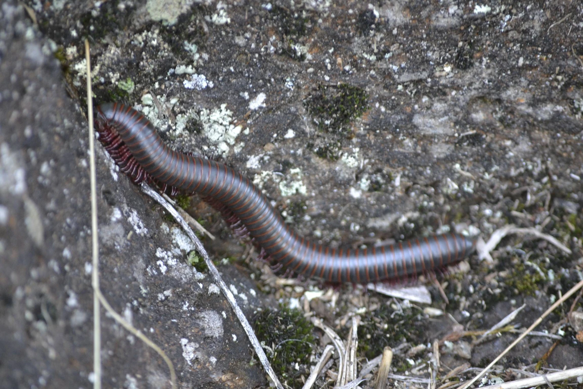 SCP-006-J | Wiki La Fundación SCP | Fandom