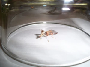 SCP-006-J | Wiki La Fundación SCP | Fandom