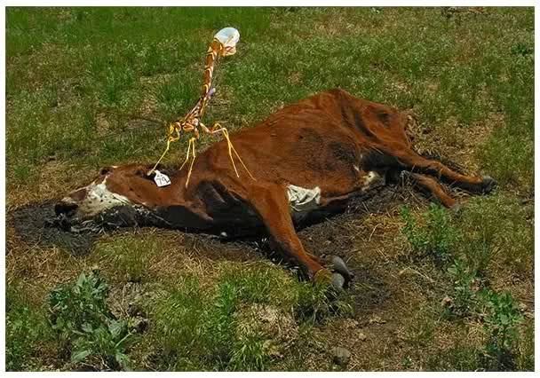 SCP-772 | Wiki La Fundación SCP | FANDOM powered by Wikia