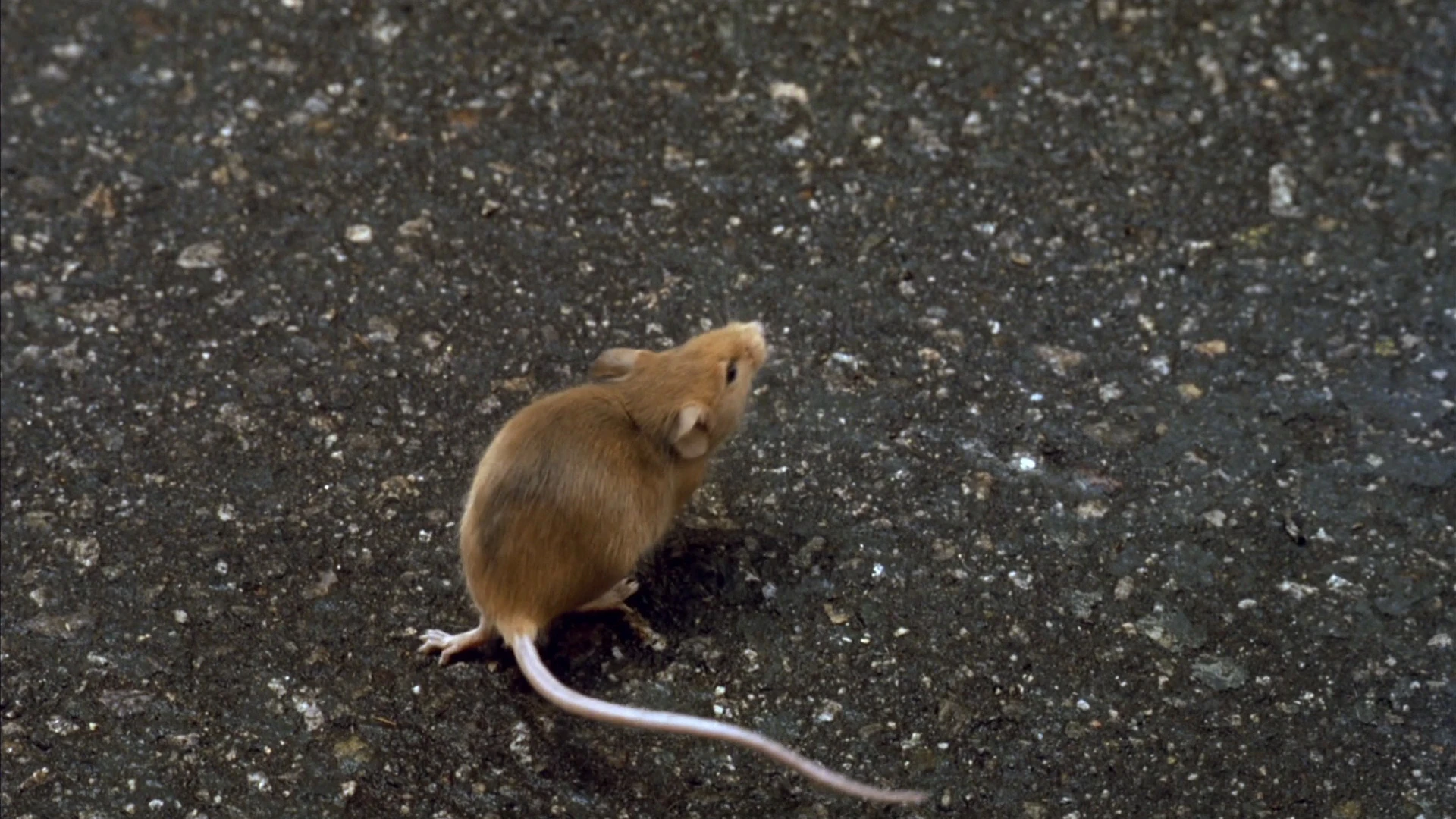 Image - Garfield-movie-screencaps.com-5625.jpg | Scratchpad | FANDOM ...