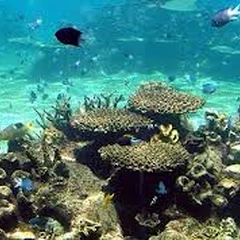 Shark Bay | SeaWorld Gold Coast Australia Wikia | Fandom