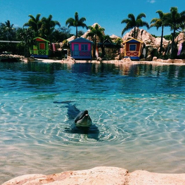 Dolphin Beach | SeaWorld Gold Coast Australia Wikia | FANDOM powered by ...