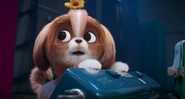 Daisy/Gallery | The Secret Life of Pets Wiki | Fandom