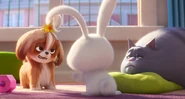 Daisy/Gallery | The Secret Life of Pets Wiki | Fandom