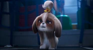 Daisy/Gallery | The Secret Life of Pets Wiki | Fandom