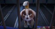 Daisy/Gallery | The Secret Life of Pets Wiki | Fandom