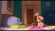 Daisy/Gallery | The Secret Life of Pets Wiki | Fandom