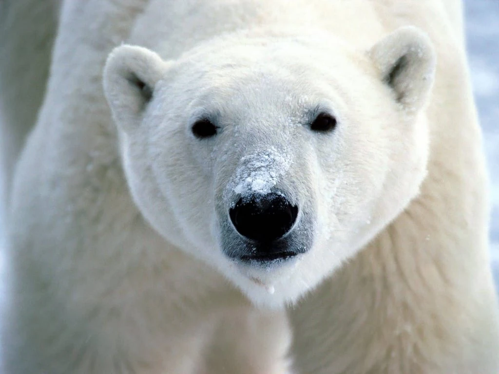 Image - Polar-bear.jpg | Seekers Wiki | FANDOM powered by Wikia