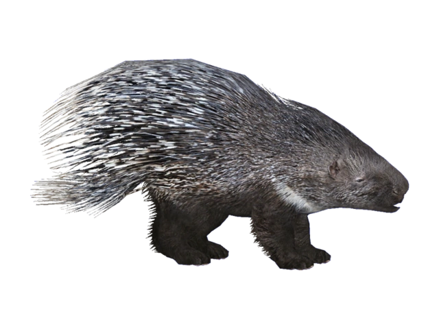 European Porcupine | Seri!Pixel Biologist! Wiki | Fandom