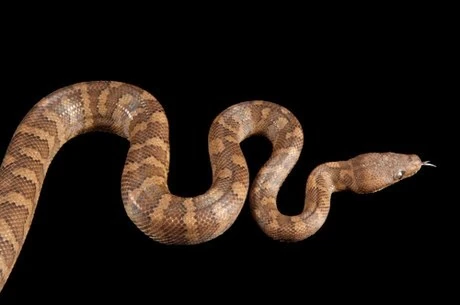 Boa de la isla Mona | Wiki Serpientepedia | Fandom