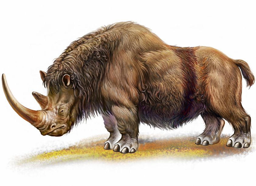 Uma Uma no Mi Model: Woolly Rhino | One Piece: Ship of fools Wiki ... Uma Uma no Mi Model: Woolly Rhino | One Piece: Ship of fools Wiki ...
