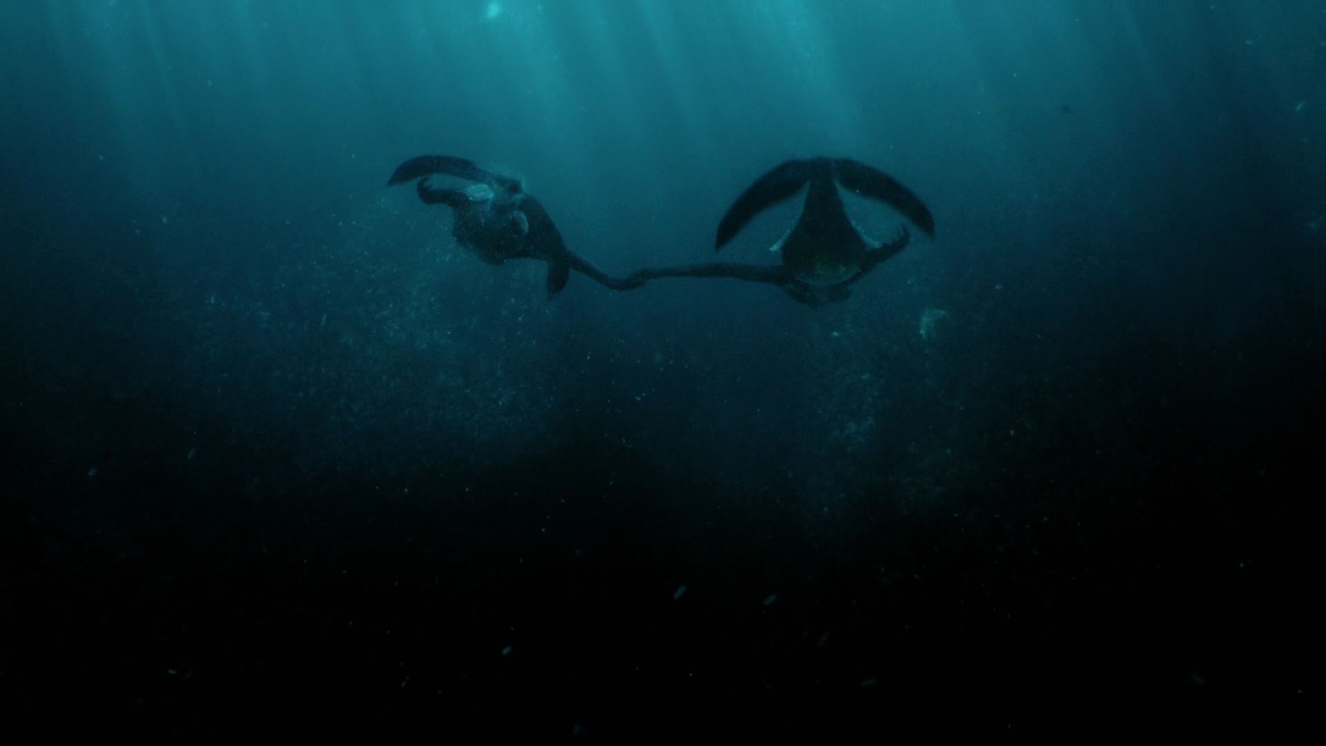 Image S01e04 On The Road 110 Ryn Donna Mermaids Swimming Siren Wiki Fandom Powered By