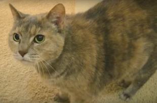 Precious | SuperMarioLogan Wiki | Fandom