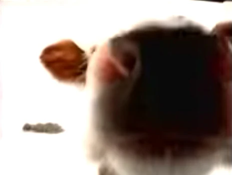 Image - Cow - Single Moo, Animal 06 Nick jr Sings Sounds.jpg ...