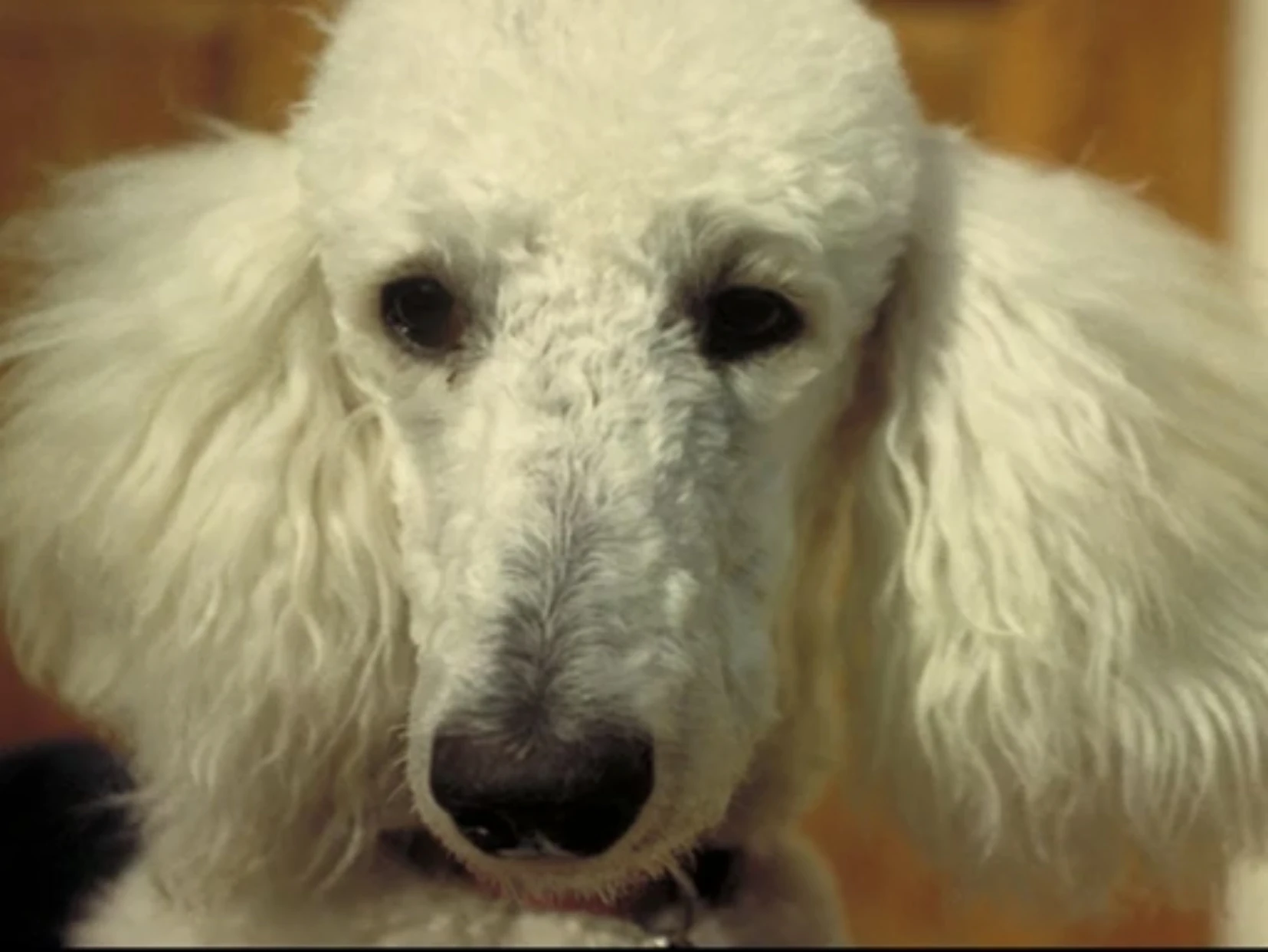 Hollywoodedge, German Shepard Barks PE023501 | Soundeffects Wiki | Fandom