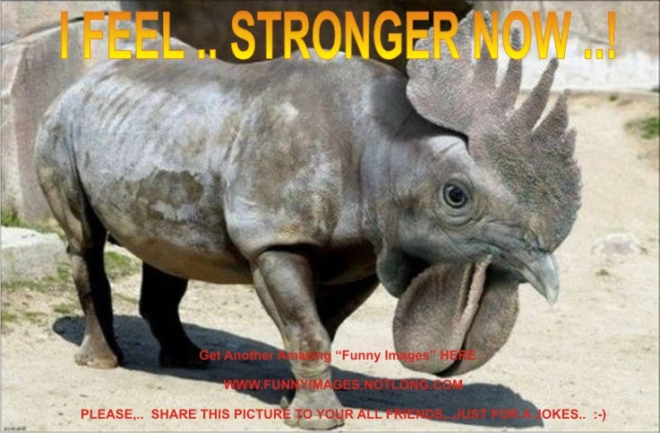 Chicken Rhino | Derplands Wiki | FANDOM powered by Wikia