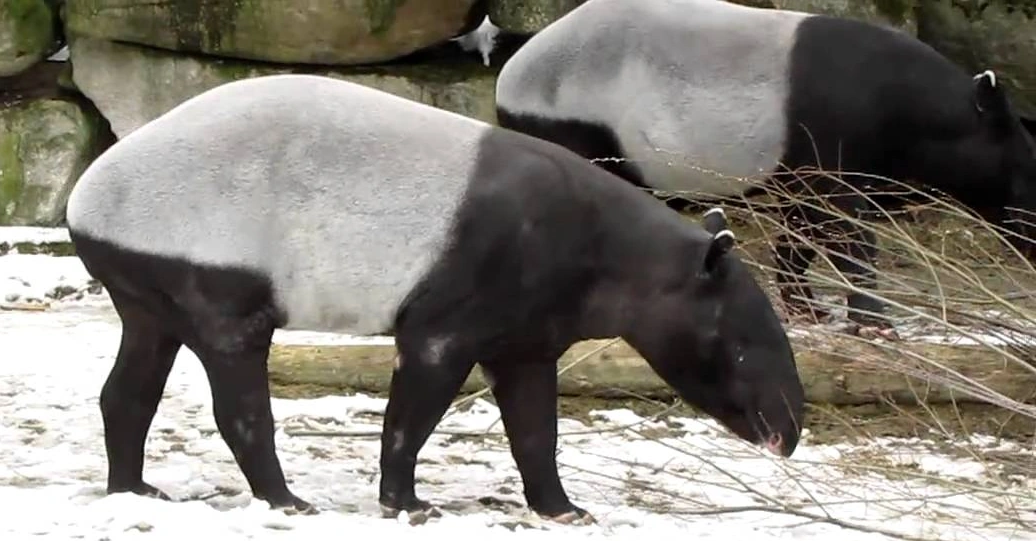 Atlas mountain tapir (New Pleistocene) | Speculative Evolution Wiki ...