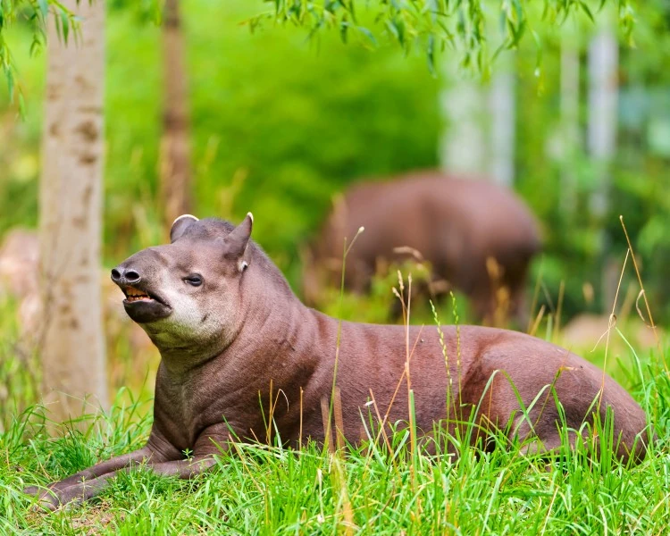 Californian common forest tapir (New Pleistocene) | Speculative ...