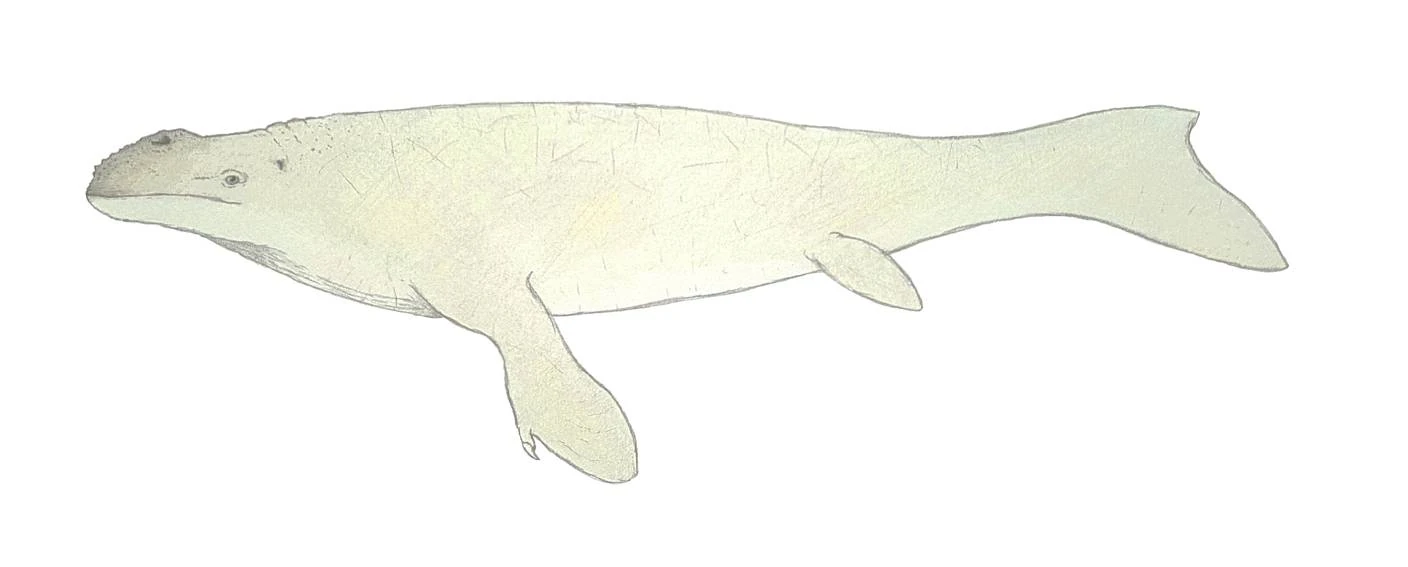 Pelagic Xenarthra | Speculative Evolution Wiki | Fandom