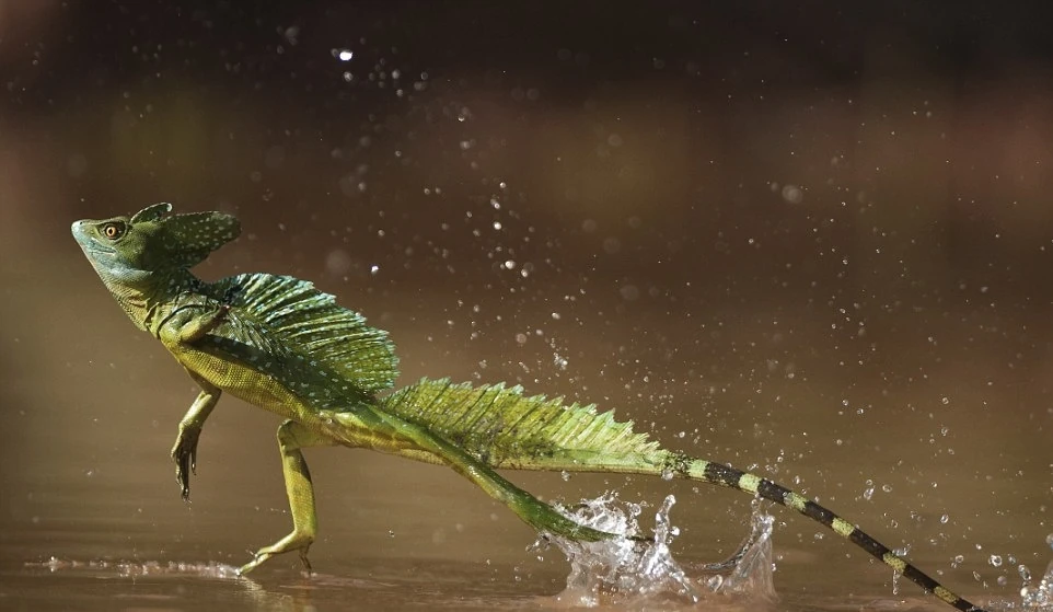 Image - Jesus-lizard-running-on-water-basilisk.jpg | Speculative ...