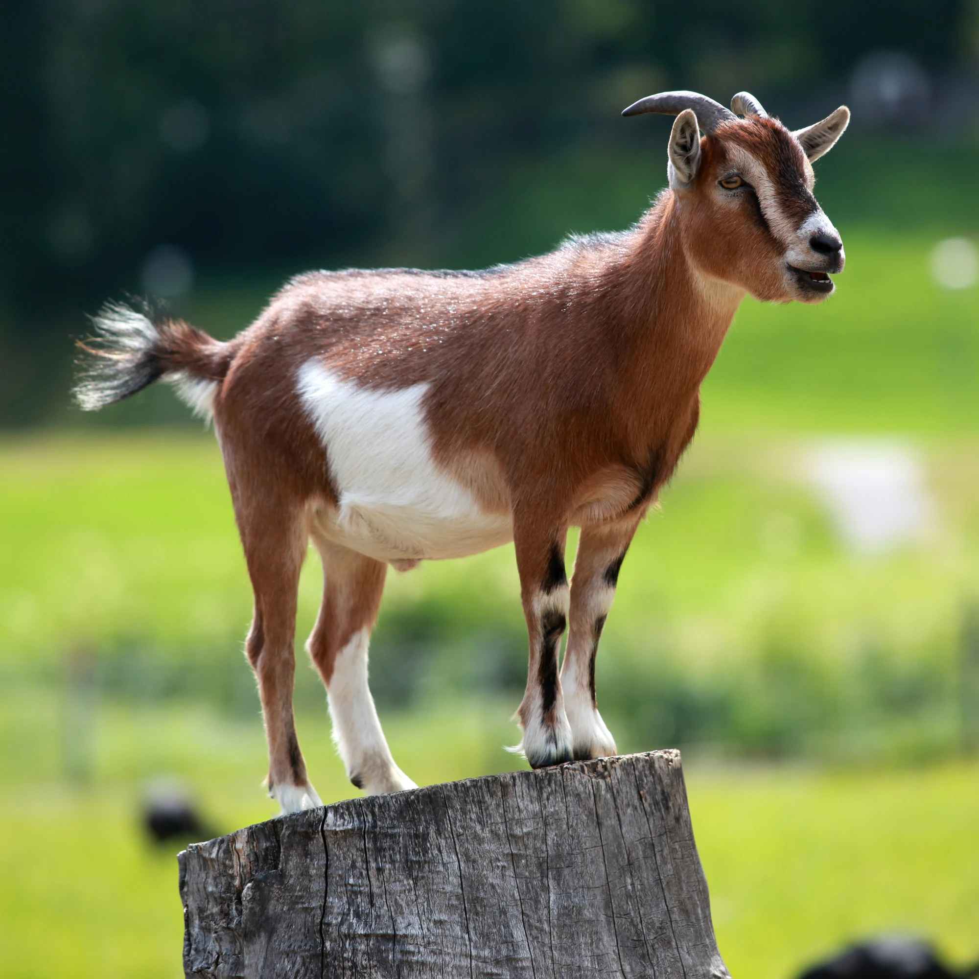 Image - Domestic goat.jpg | Speculative Evolution Wiki | FANDOM powered ...