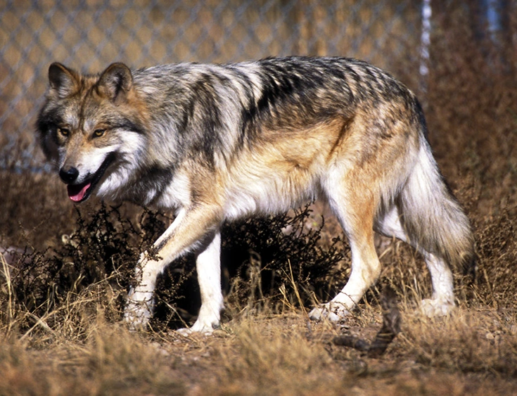 Indian Gray Wolf (New Pleistocene) | Speculative Evolution Wiki | Fandom