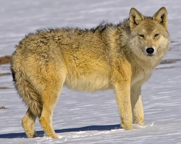 Chinese lowland gray wolf (New Pleistocene) | Speculative Evolution ...