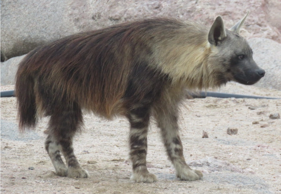 Prairie Hyena (New Pleistocene) | Speculative Evolution Wiki | Fandom