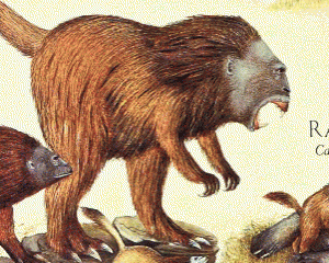 Raboon | Speculative Evolution Wiki | Fandom