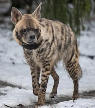 Atlas hyena (New Pleistocene) | Speculative Evolution Wiki | Fandom