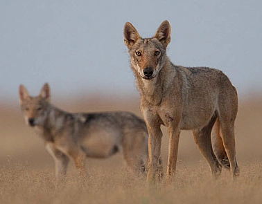 Central Asian Gray Wolf (New Pleistocene) | Speculative Evolution Wiki ...