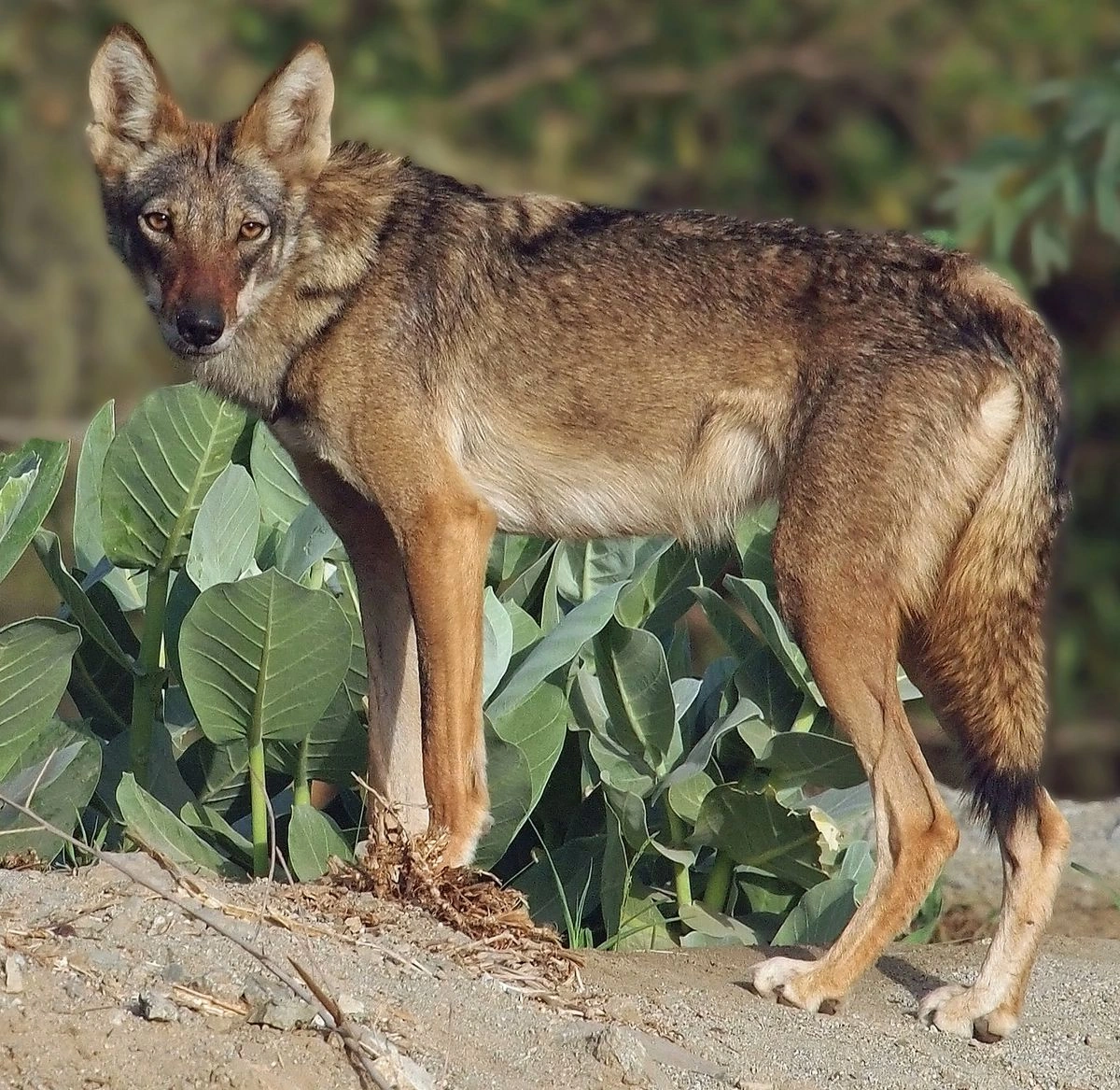 Japanese upland gray wolf (New Pleistocene) | Speculative Evolution ...