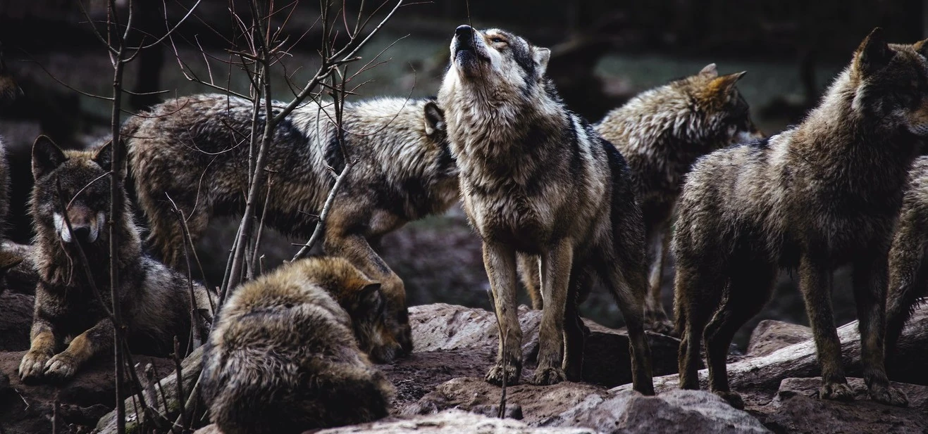 Central Asian Gray Wolf (New Pleistocene) | Speculative Evolution Wiki ...