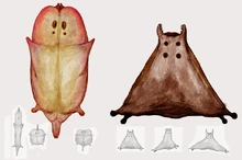 Snaiad | Speculative Biology Wiki | Fandom