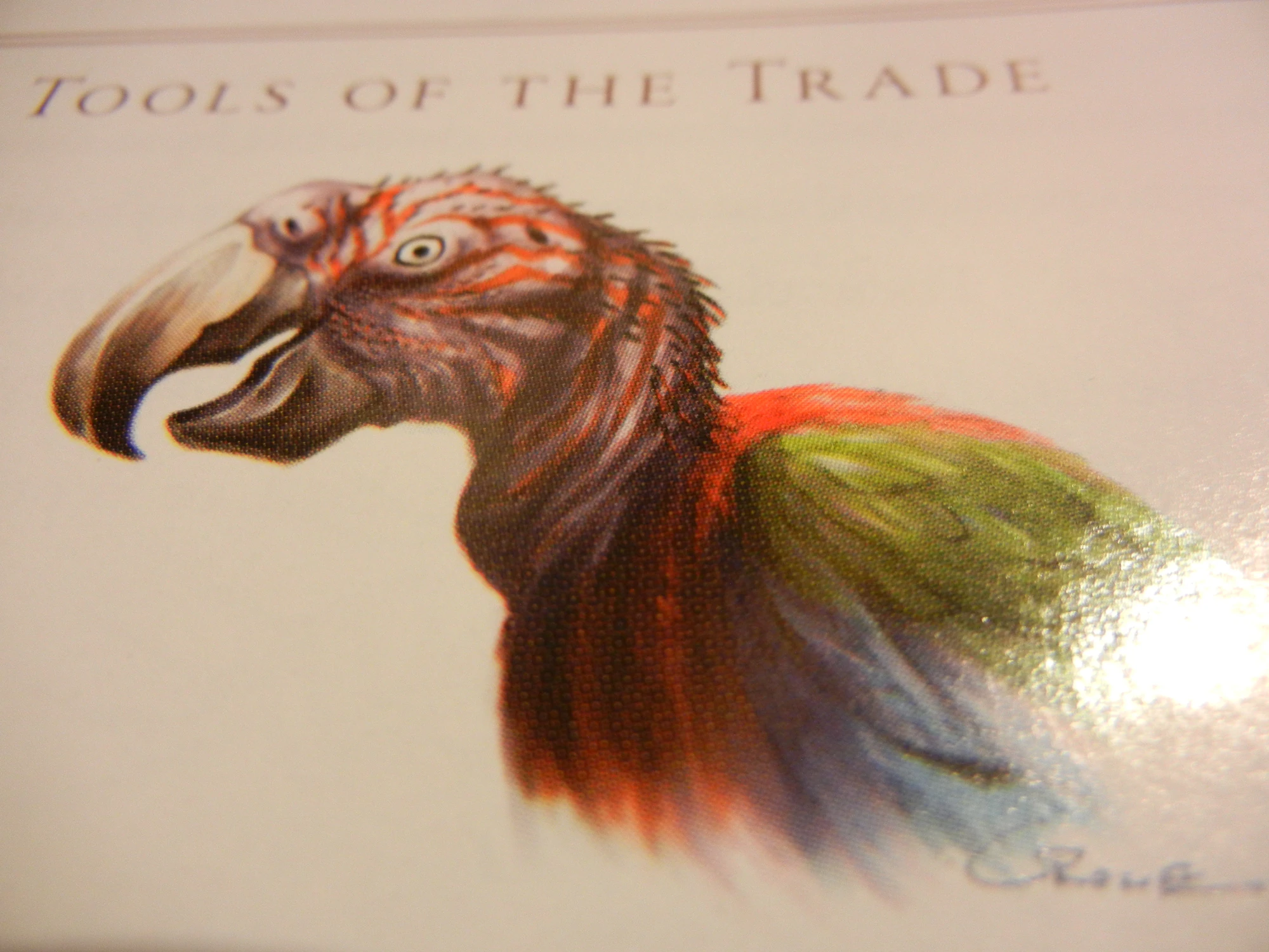 Carrion Parrots | Speculative Evolution Wiki | Fandom