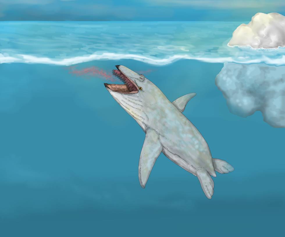 Birdwhales | Speculative Evolution Wiki | Fandom