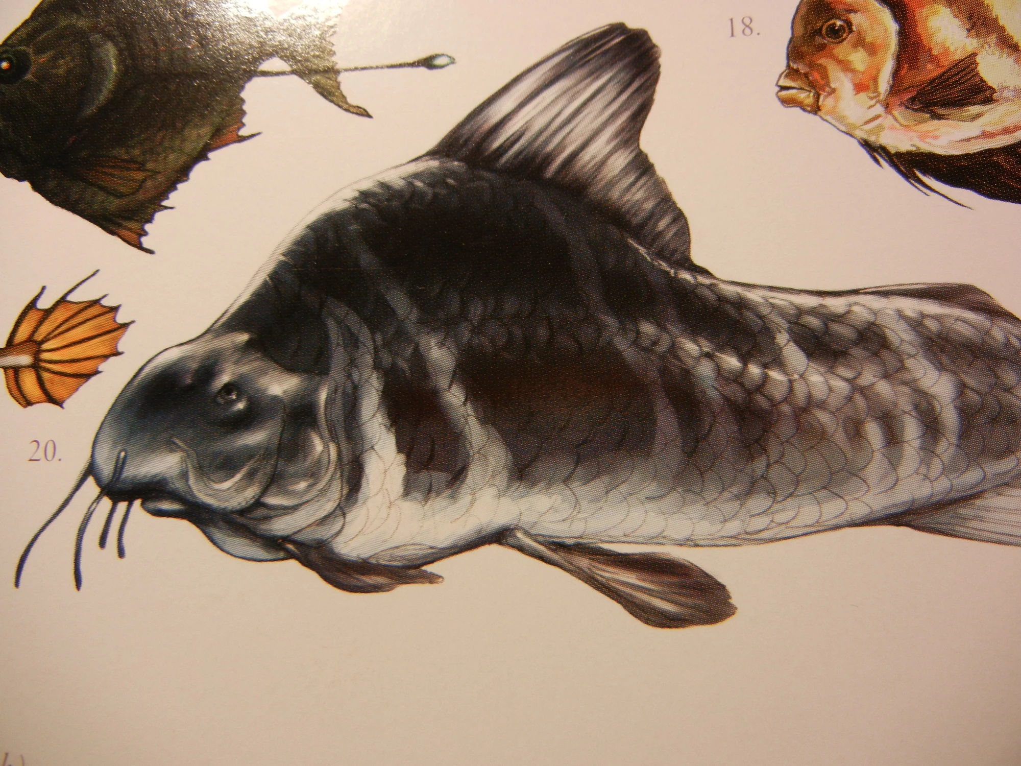 Stink-fish | Speculative Evolution Wiki | Fandom