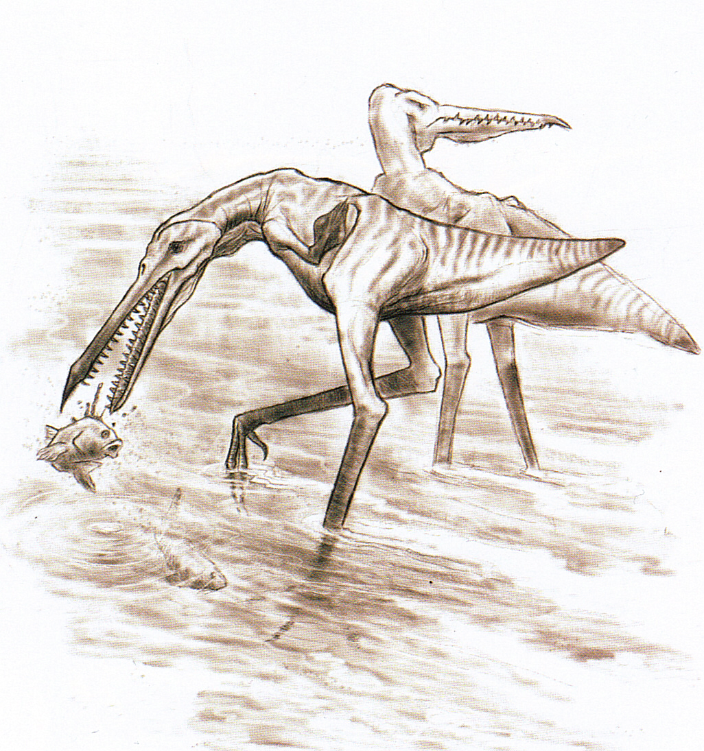 Scissor Head Speculative Evolution Wiki Fandom Powered By Wikia