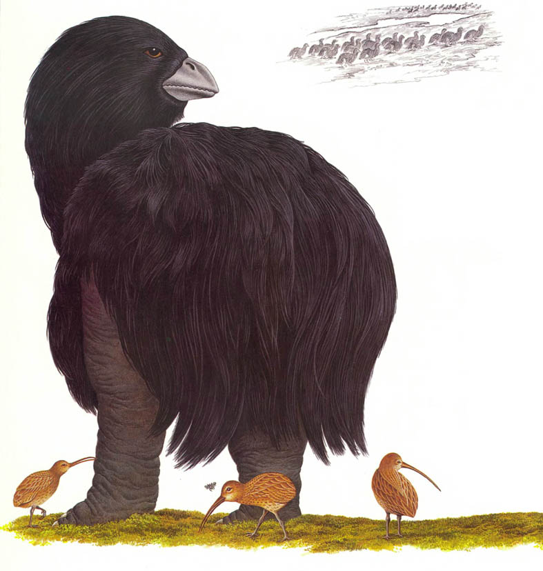 Tromble Speculative Evolution Wiki Fandom Powered By Wikia