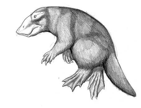 Spec Mammalia: Monotremata | Speculative Evolution Wiki | Fandom