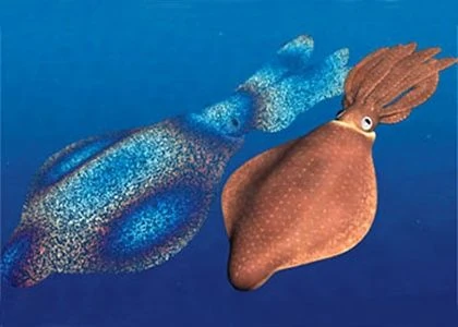 Rainbow squid | Speculative Evolution Wiki | FANDOM powered by Wikia