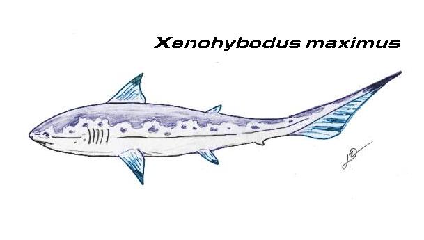 Category:Sharks | Speculative Evolution Wiki | Fandom Category:Sharks | Speculative Evolution Wiki | Fandom