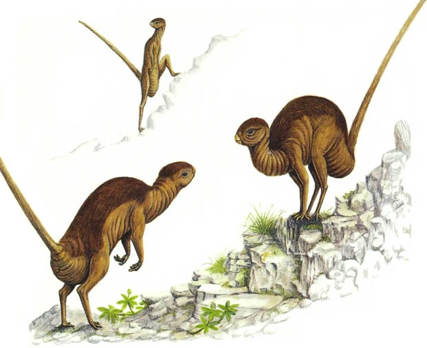 Hanuhan | Speculative Evolution Wiki | Fandom