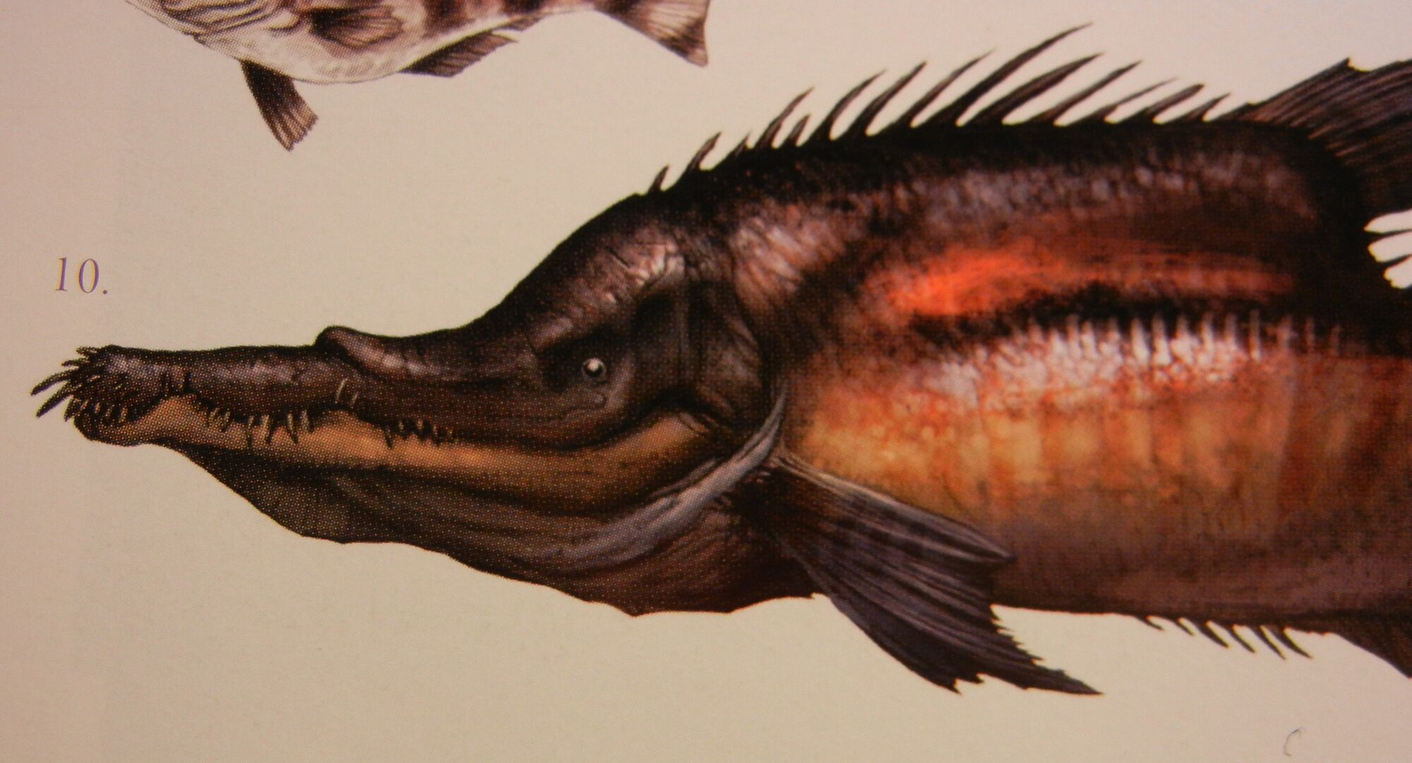 Needlemouth | Speculative Evolution Wiki | FANDOM powered by Wikia Needlemouth | Speculative Evolution Wiki | FANDOM powered by Wikia